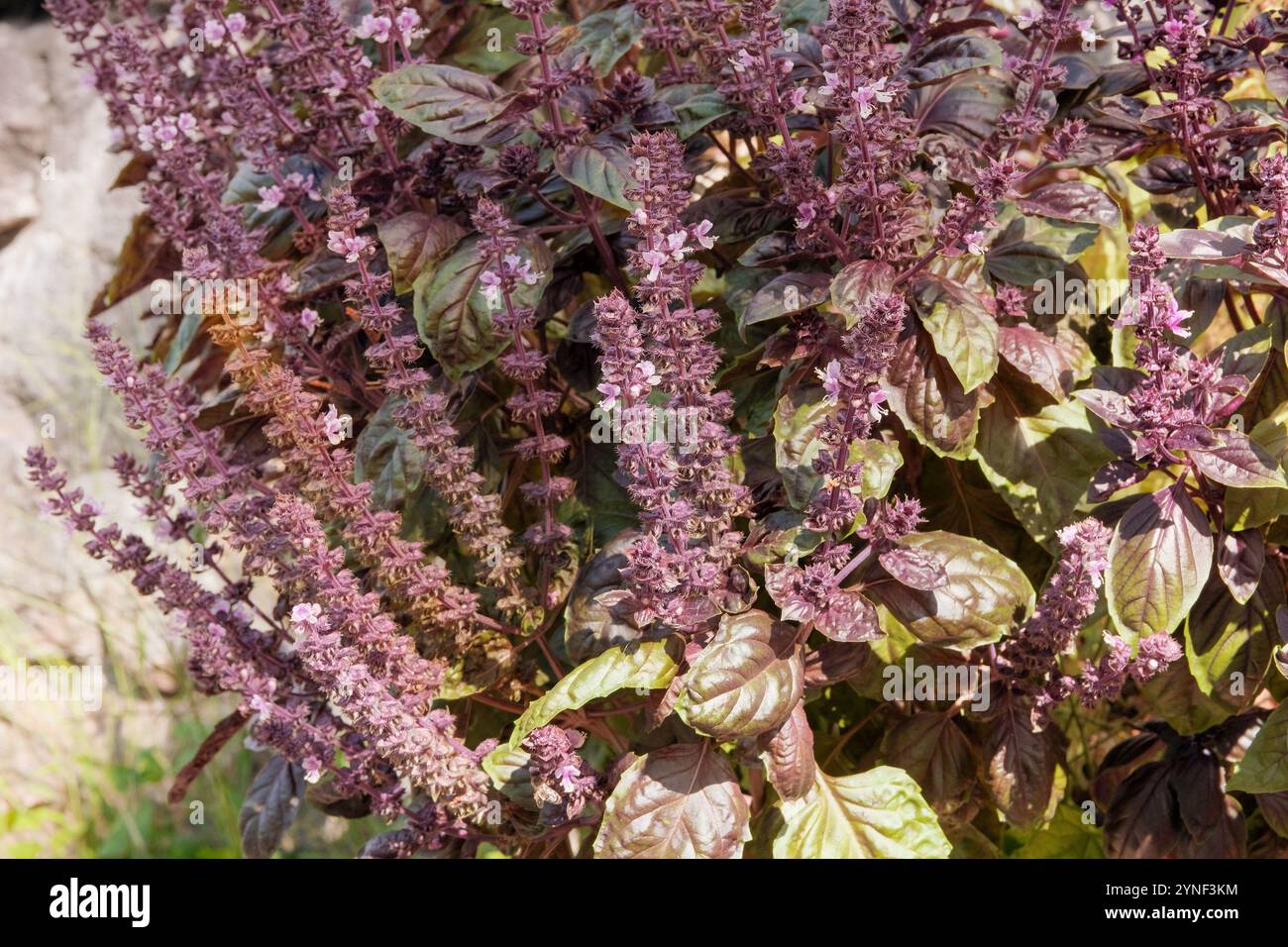 Purple Basil in farming and harvest. Basil is growing in rustic garden ...