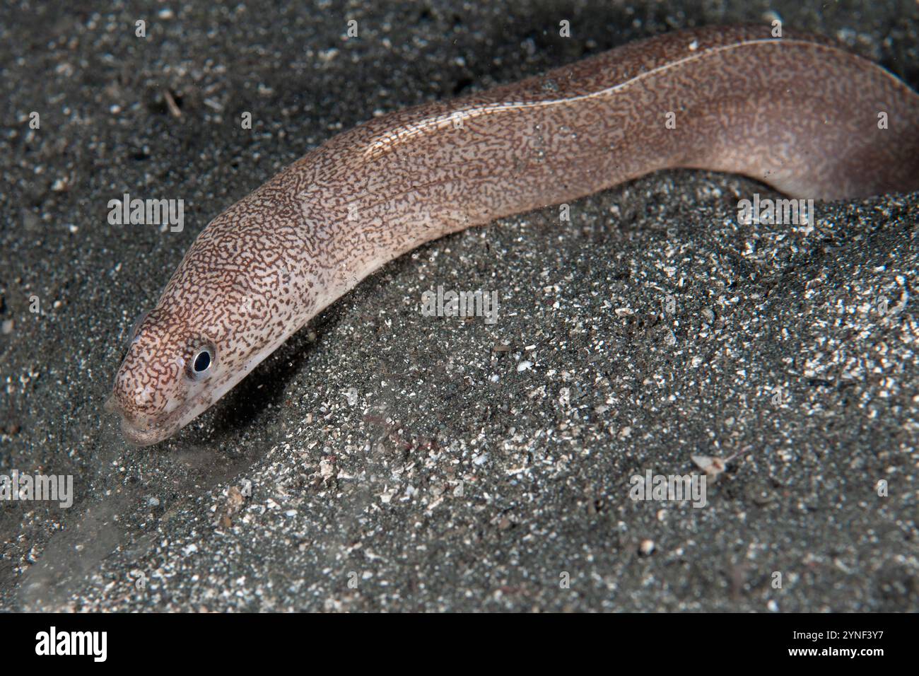 Tide-Pool Snake Moray, Uropterygius micropterus, in hole, Happy Ending ...