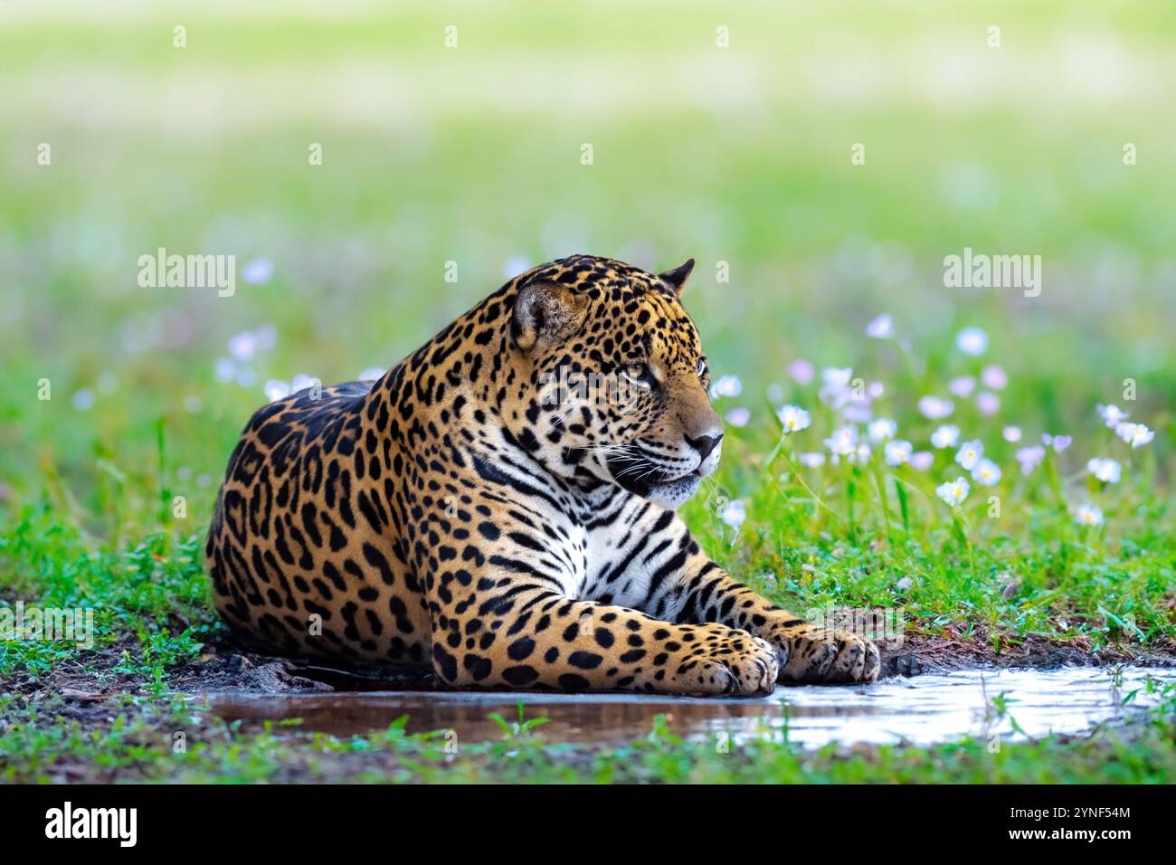 Wild South American jaguar (Panthera onca). Tropical feline "onça ...