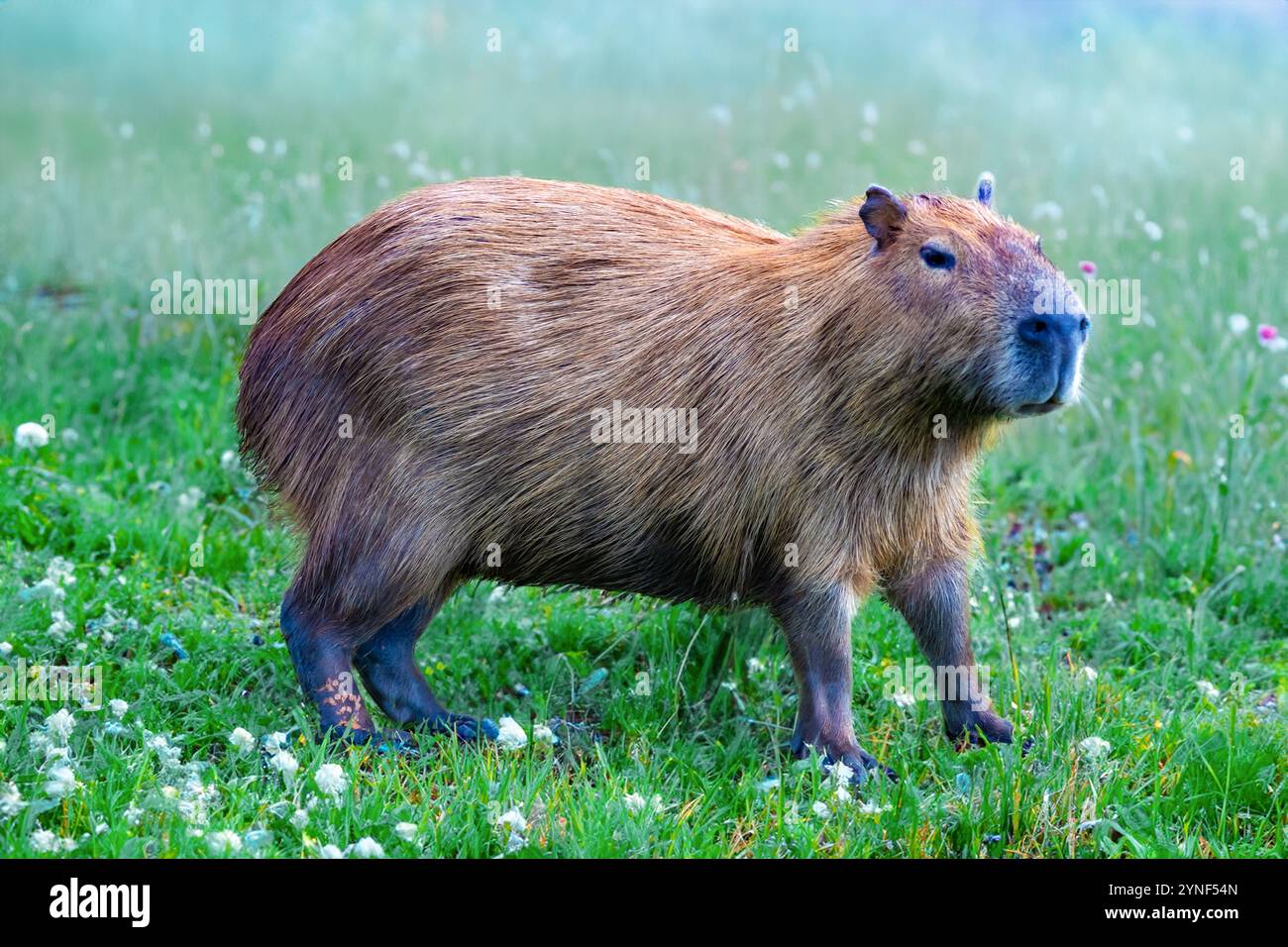 Tropical rodent hi-res stock photography and images - Alamy