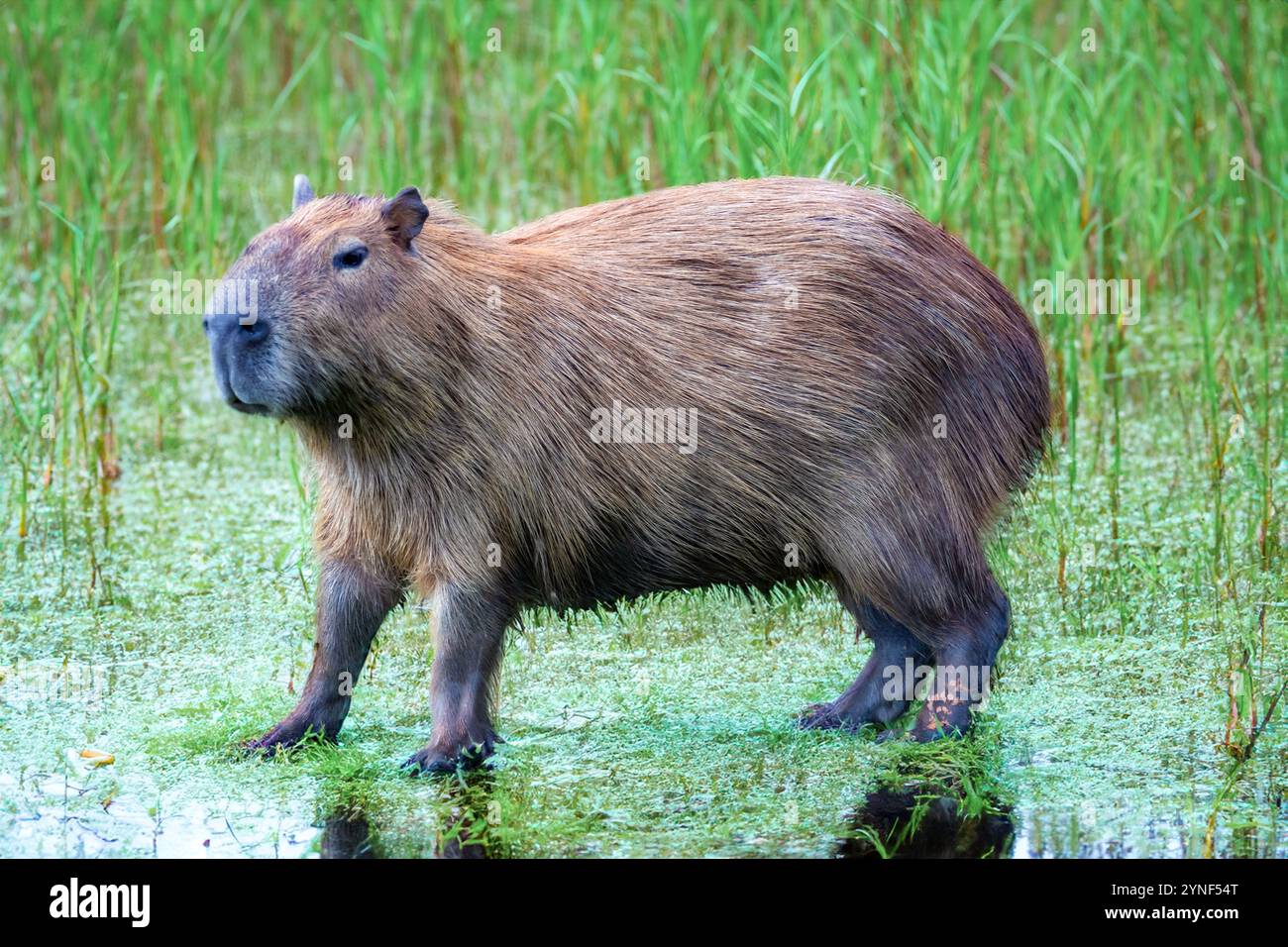 Wild capybara tropical south american portrait Stock Photo - Alamy