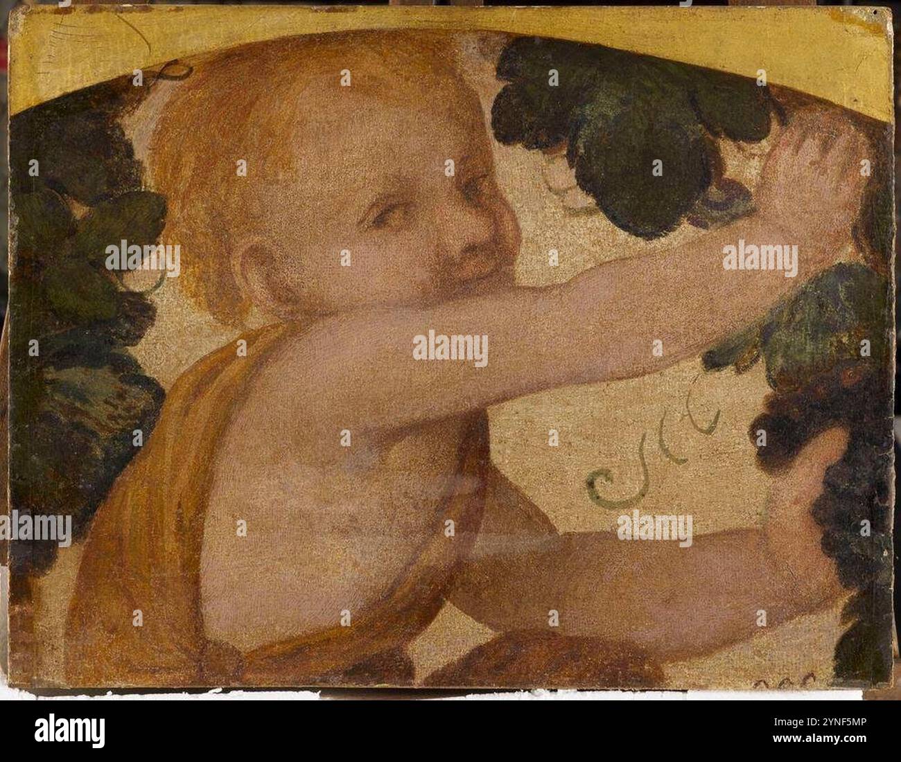 Pampres hi-res stock photography and images - Alamy