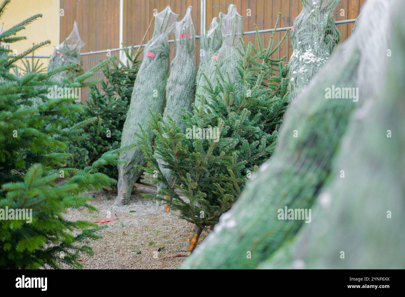 Christmas trees ready for sale with and without packaging. trees with ...