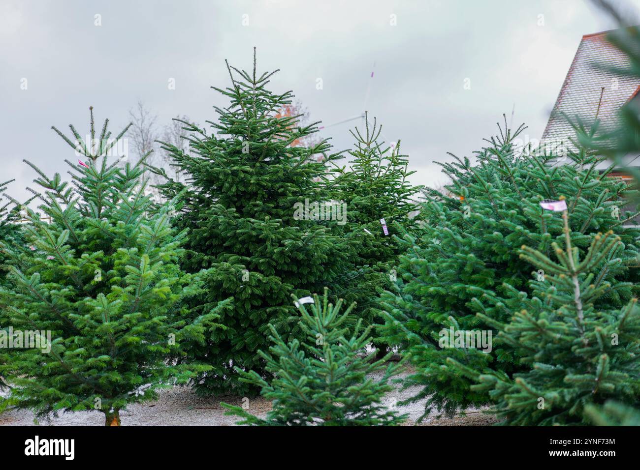 Christmas tree market. Christmas trees ready for sale. Christmas trees ...