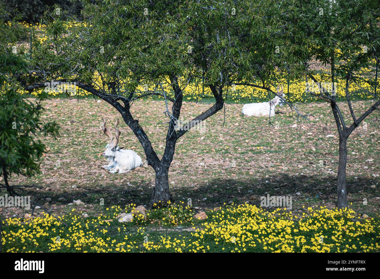 Goats grazing peacefully in hi-res stock photography and images - Alamy