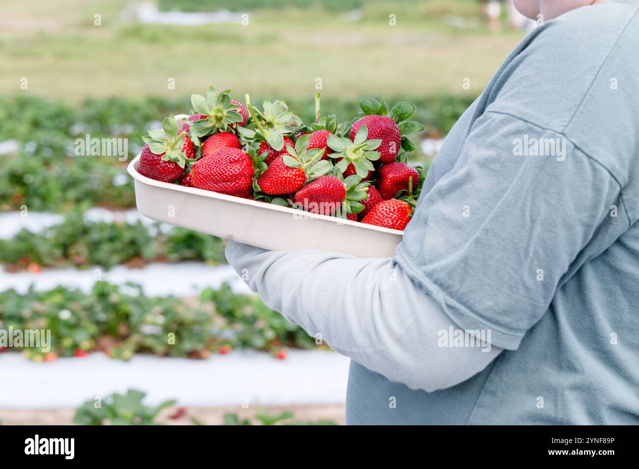Strawberry strawberries farm farming, pick your own, boy picking fruit ...