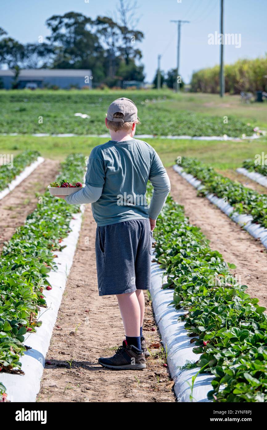 Strawberry strawberries farm farming, pick your own, boy picking fruit ...