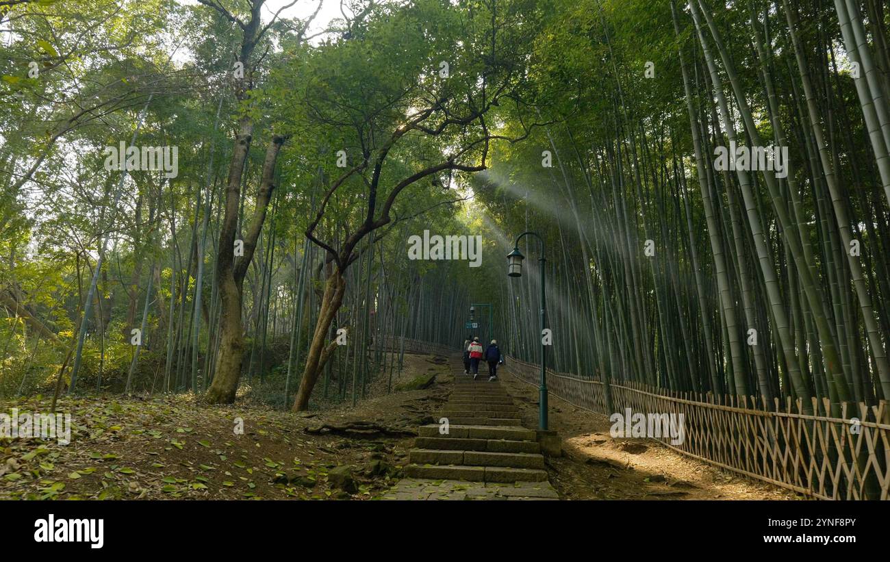 Hangzhou china bamboo forest hi-res stock photography and images - Alamy