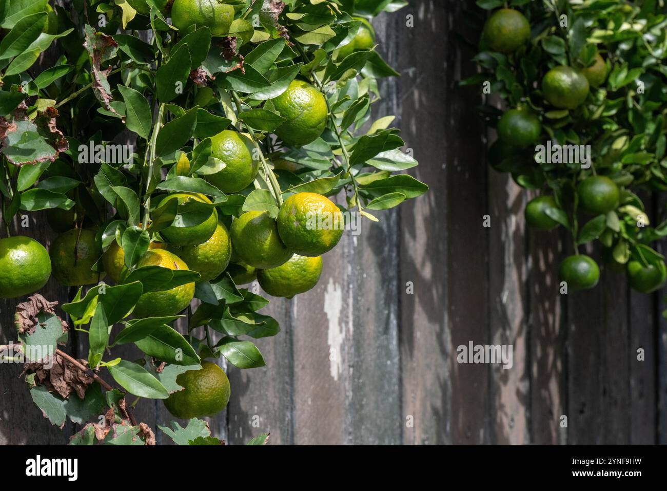 lemon tree over timber fence, high fruit yield, backyard citrus produce, growing self ...
