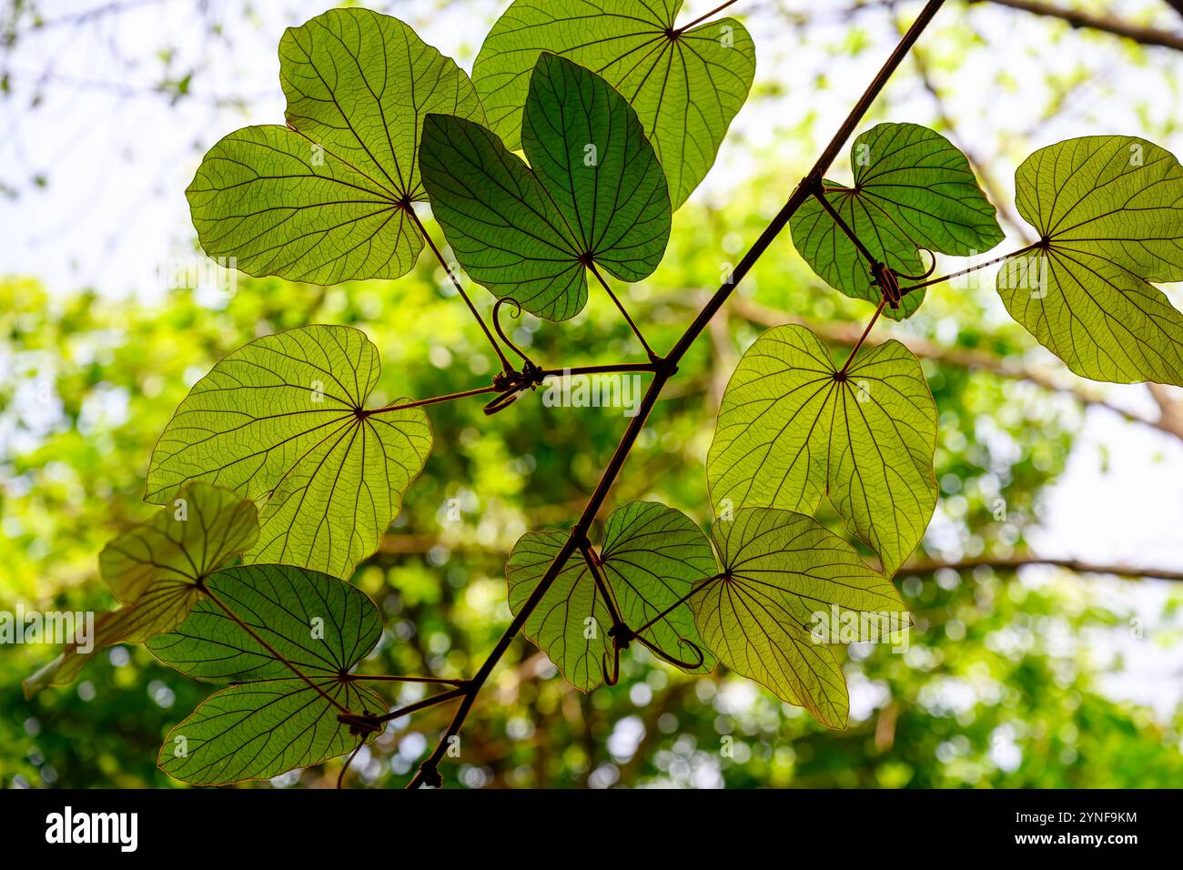 Bauhinia aerifolia leaves. gold leaf climber vine, tropical foliage ...