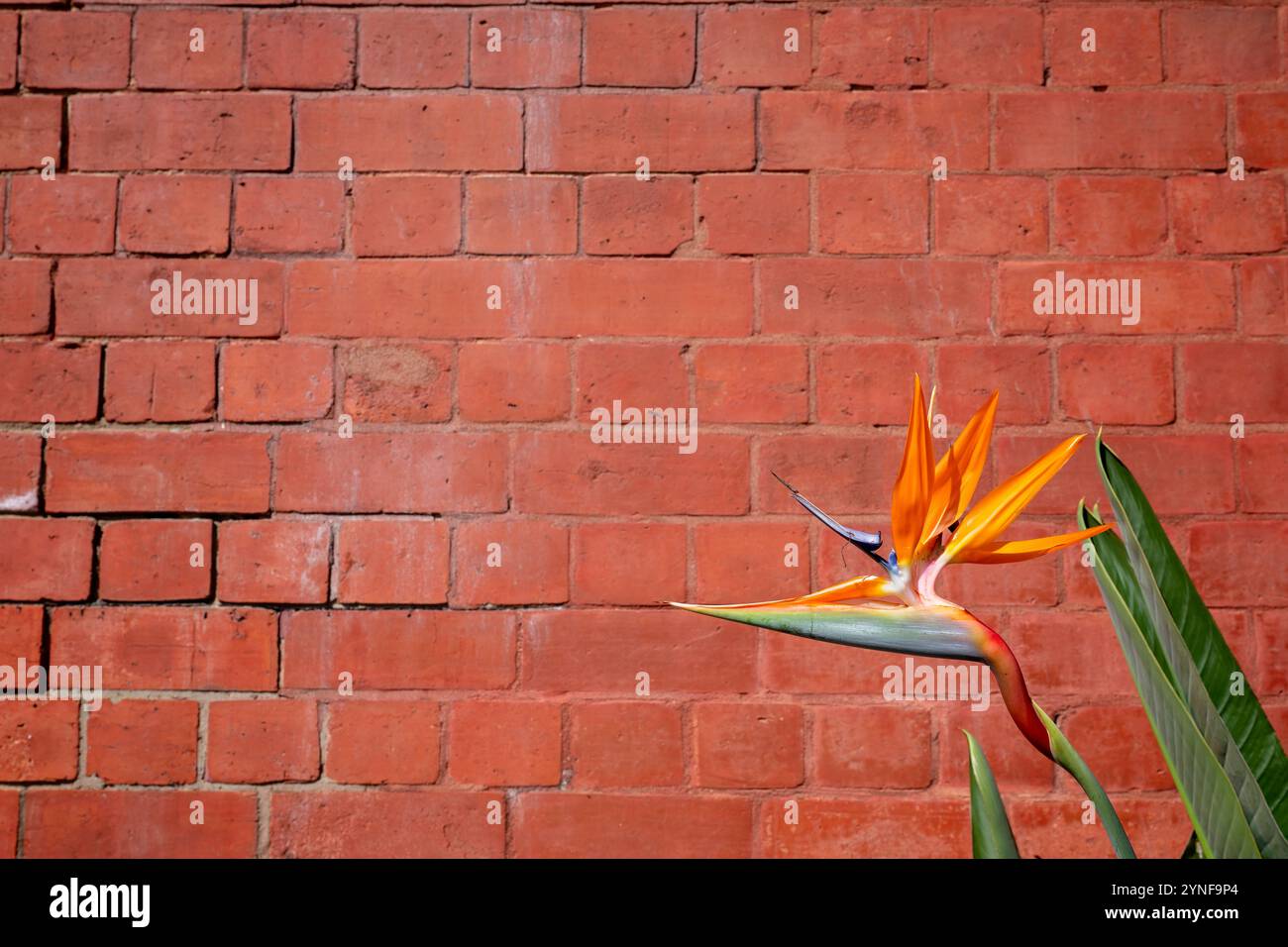 bird of paradise flower, red brick wall, tropical botanical background ...