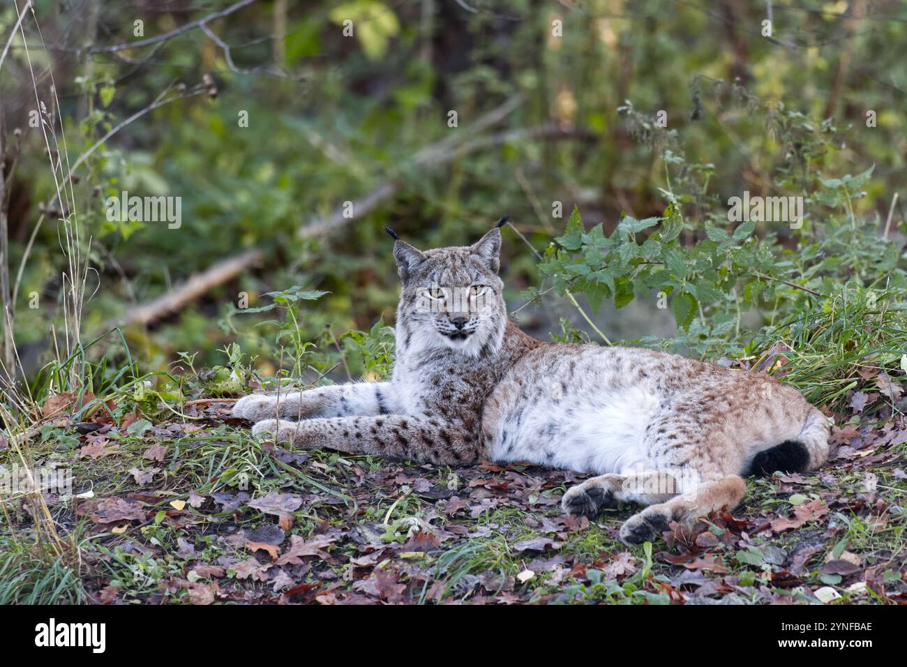 Eurasian plateau hi-res stock photography and images - Alamy