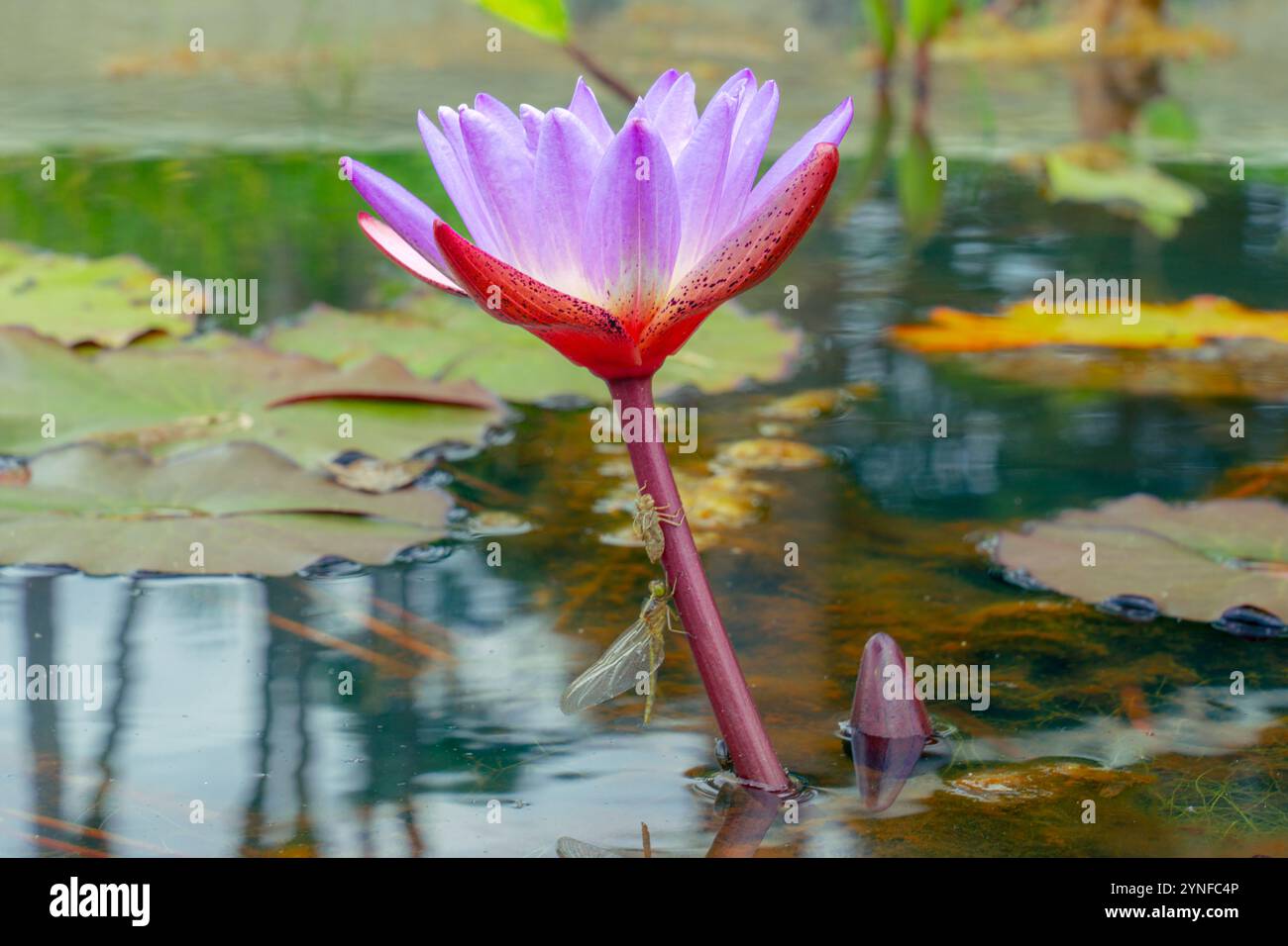 The Nymphaea micrantha, a species of water lily, stands out for its ...