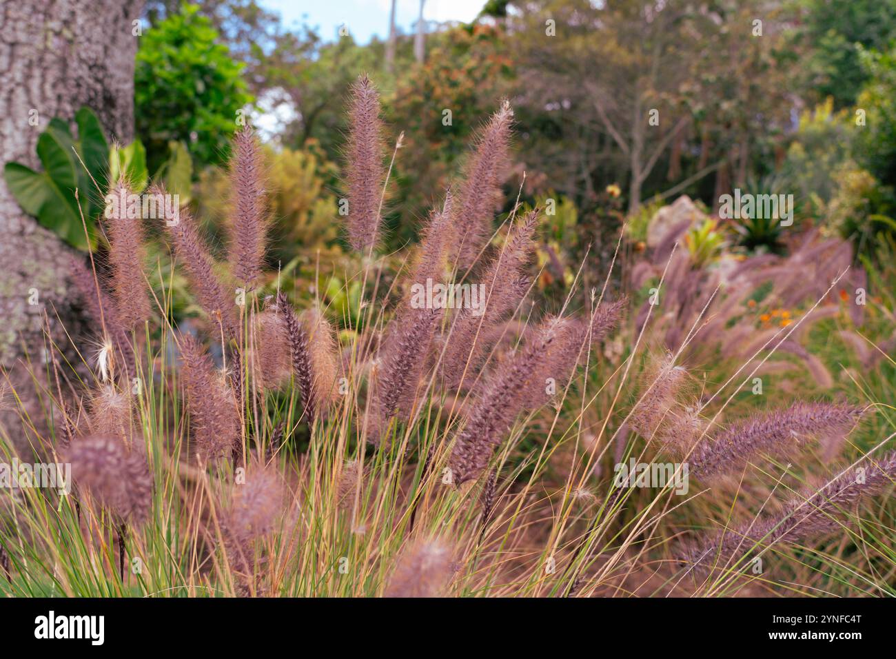 Muhlenbergia sericea, a grass essential to coastal ecological ...