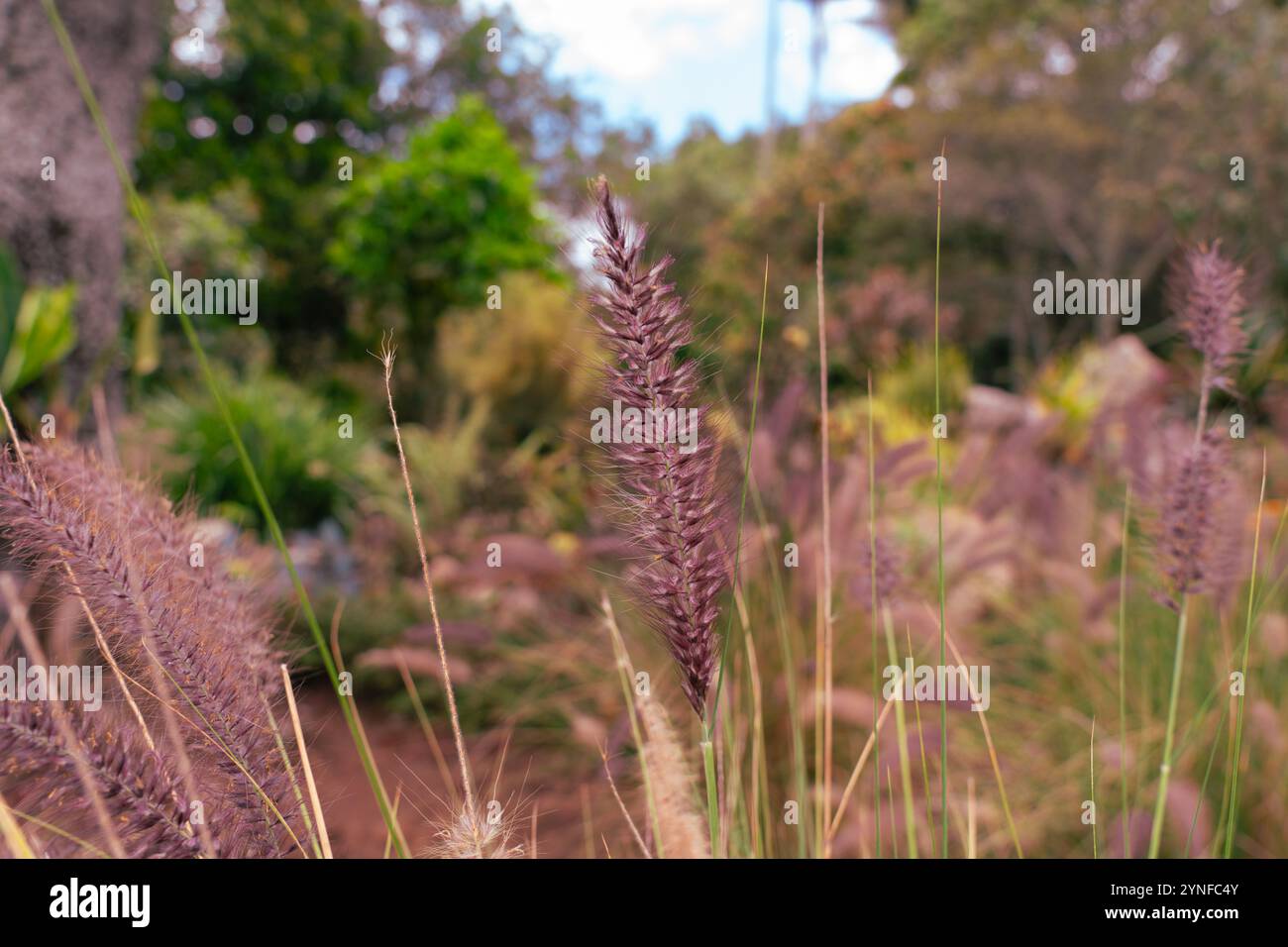 Muhlenbergia sericea, a grass essential to coastal ecological ...