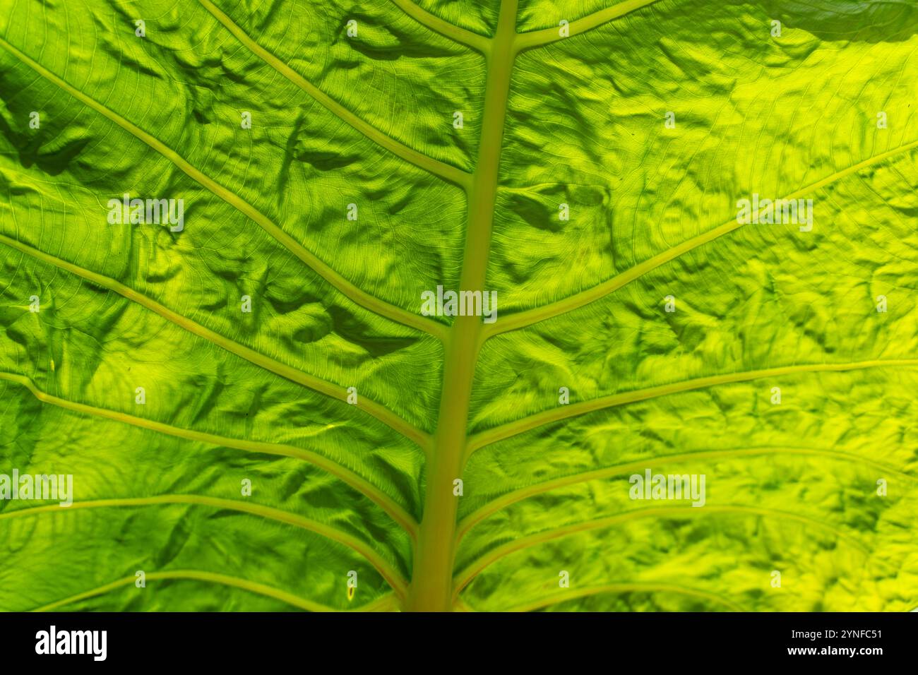 Close-up photograph of a plant leaf, captured with a focus that ...