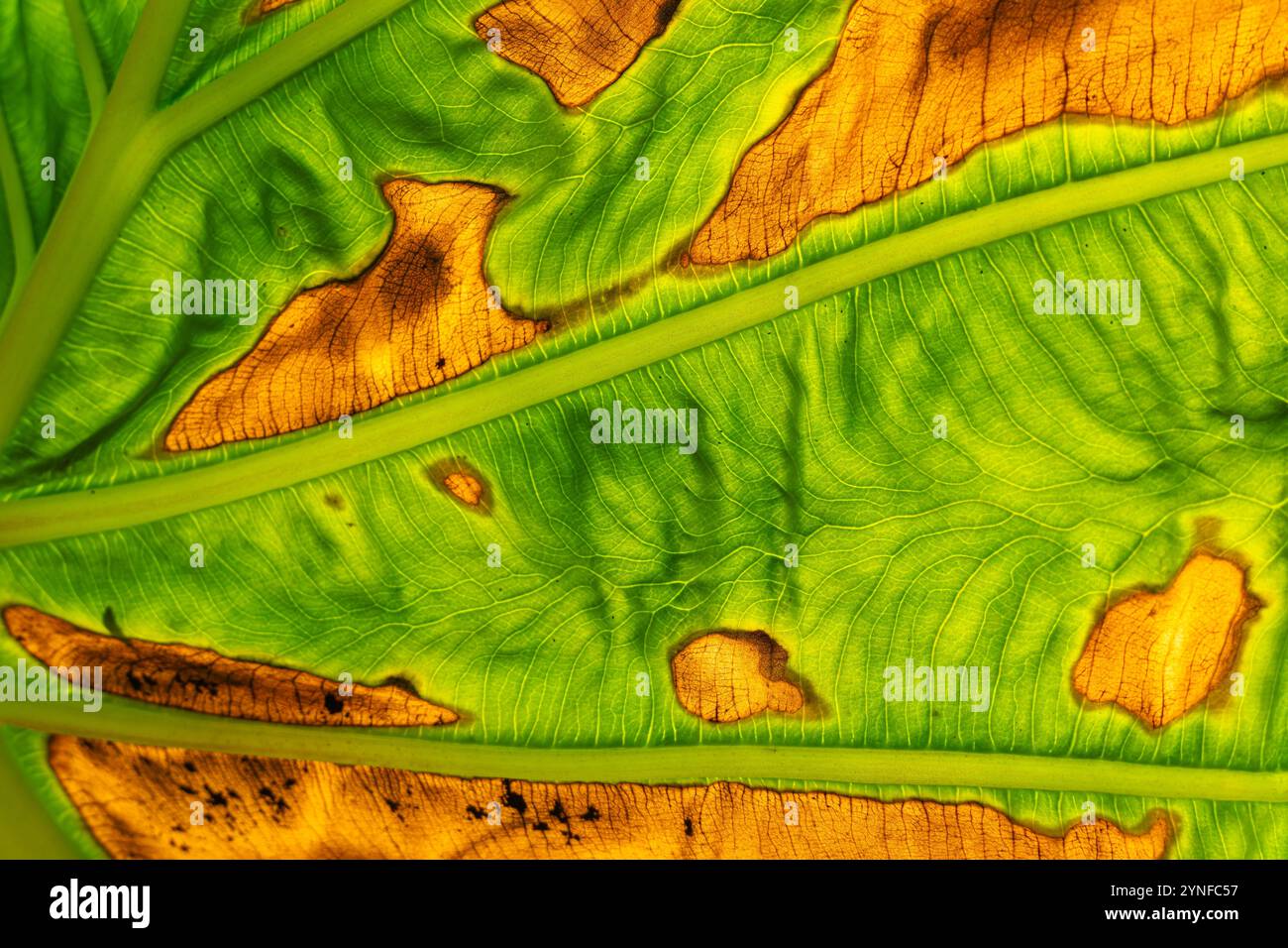 Close-up photograph of a plant leaf, captured with a focus that ...
