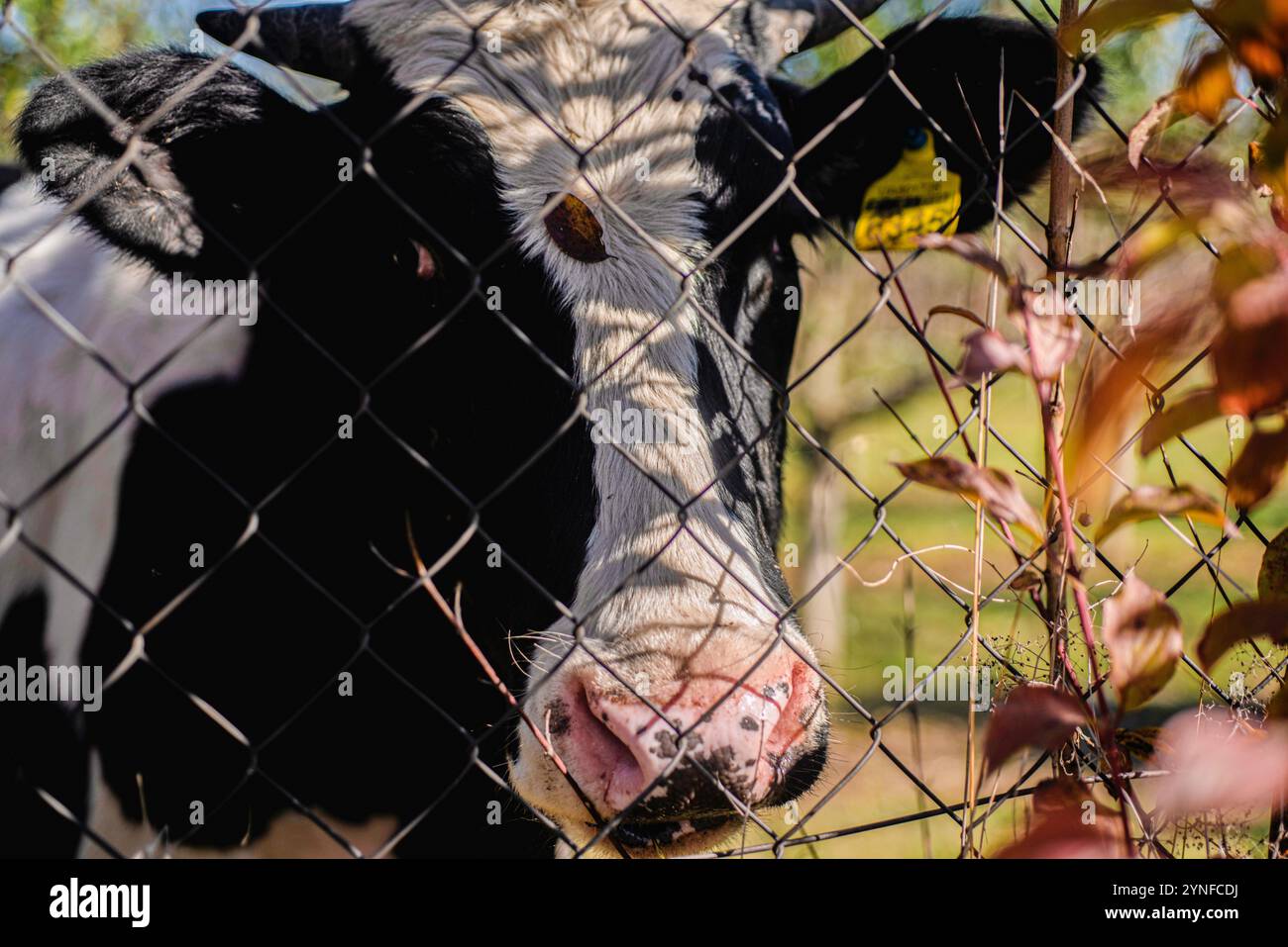 Sad Cow at milk farm. Cow factory. Agriculture industry, farming ...