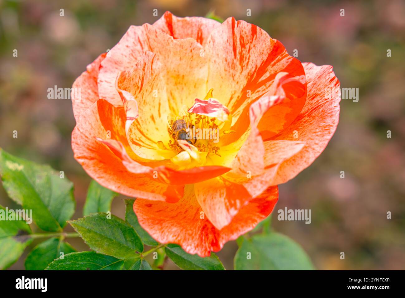 A beautiful rose that has just bloomed, with its petals fully open and ...