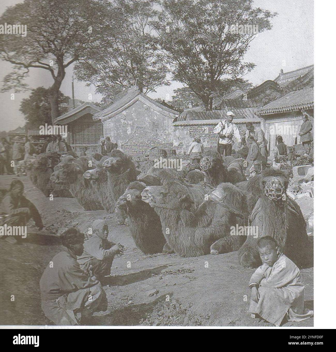 Camel square in old Peking during the Qing Dynasty (circa 1880 Stock ...