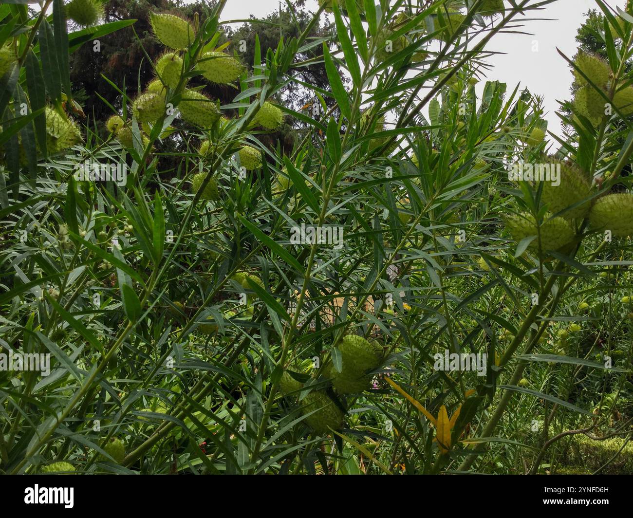 Thick foliage and diverse plants create a rich green landscape ...