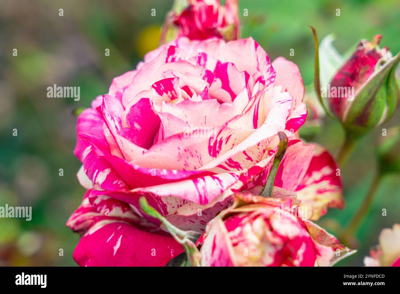 Open petals stands hi-res stock photography and images - Alamy