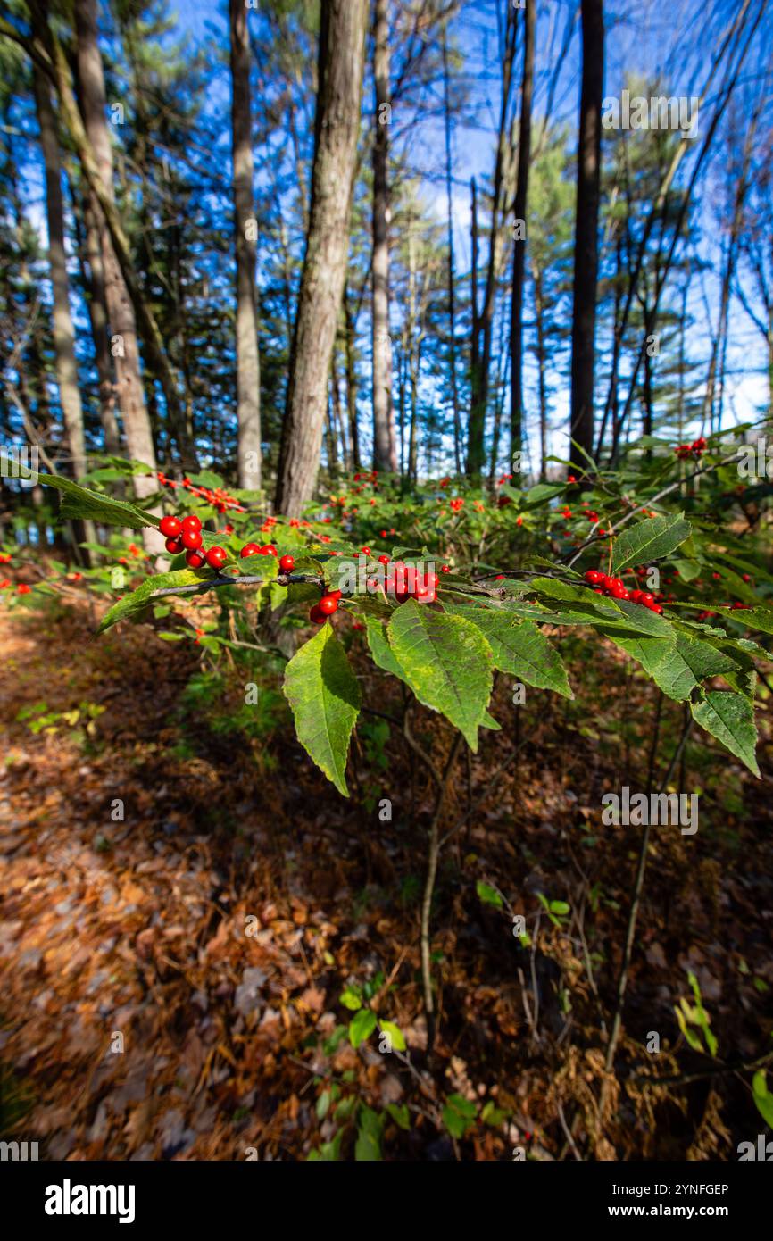 Winterberry (Ilex verticillata) in a Wisconsin forest with a blue sky ...