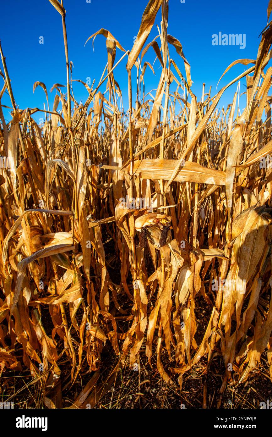 Wisconsin cornfield in November ready to harvest, vertical Stock Photo ...