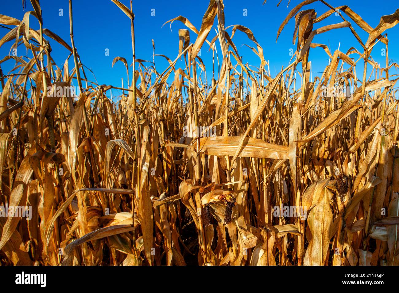 Wisconsin cornfield in November ready to harvest, horizontal Stock ...