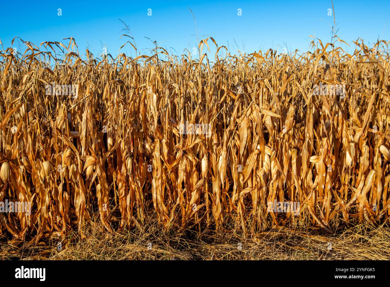 Wisconsin cornfield in November ready to harvest, horizontal Stock ...