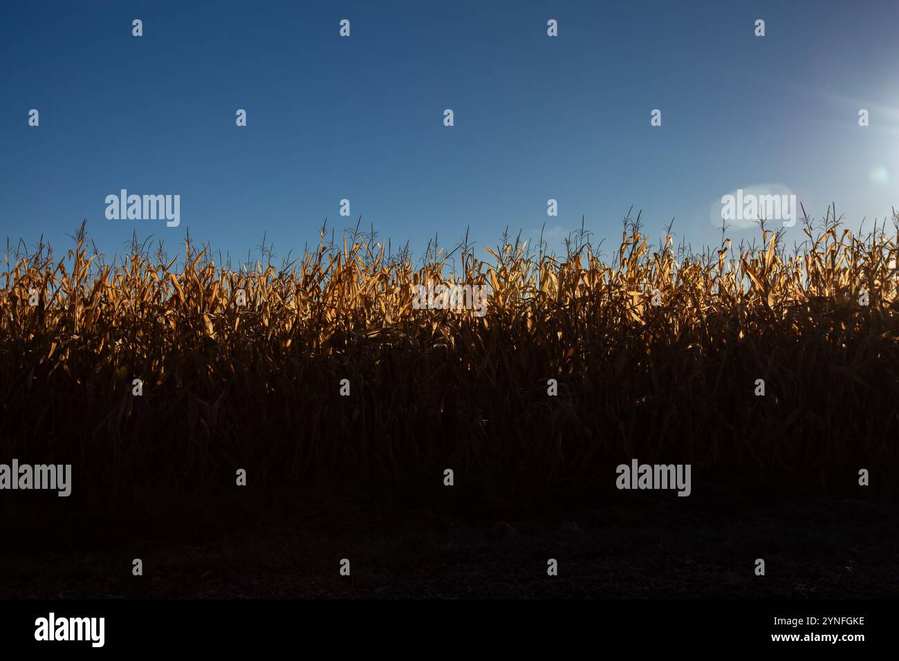 Wisconsin cornfield in November ready to harvest with backlight ...