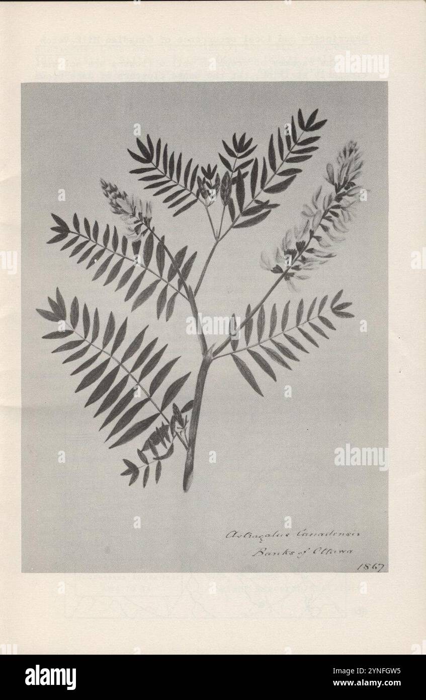 Canadian Milk-vetch (Astragalus canadensis L.) by Elizabeth Keen White ...