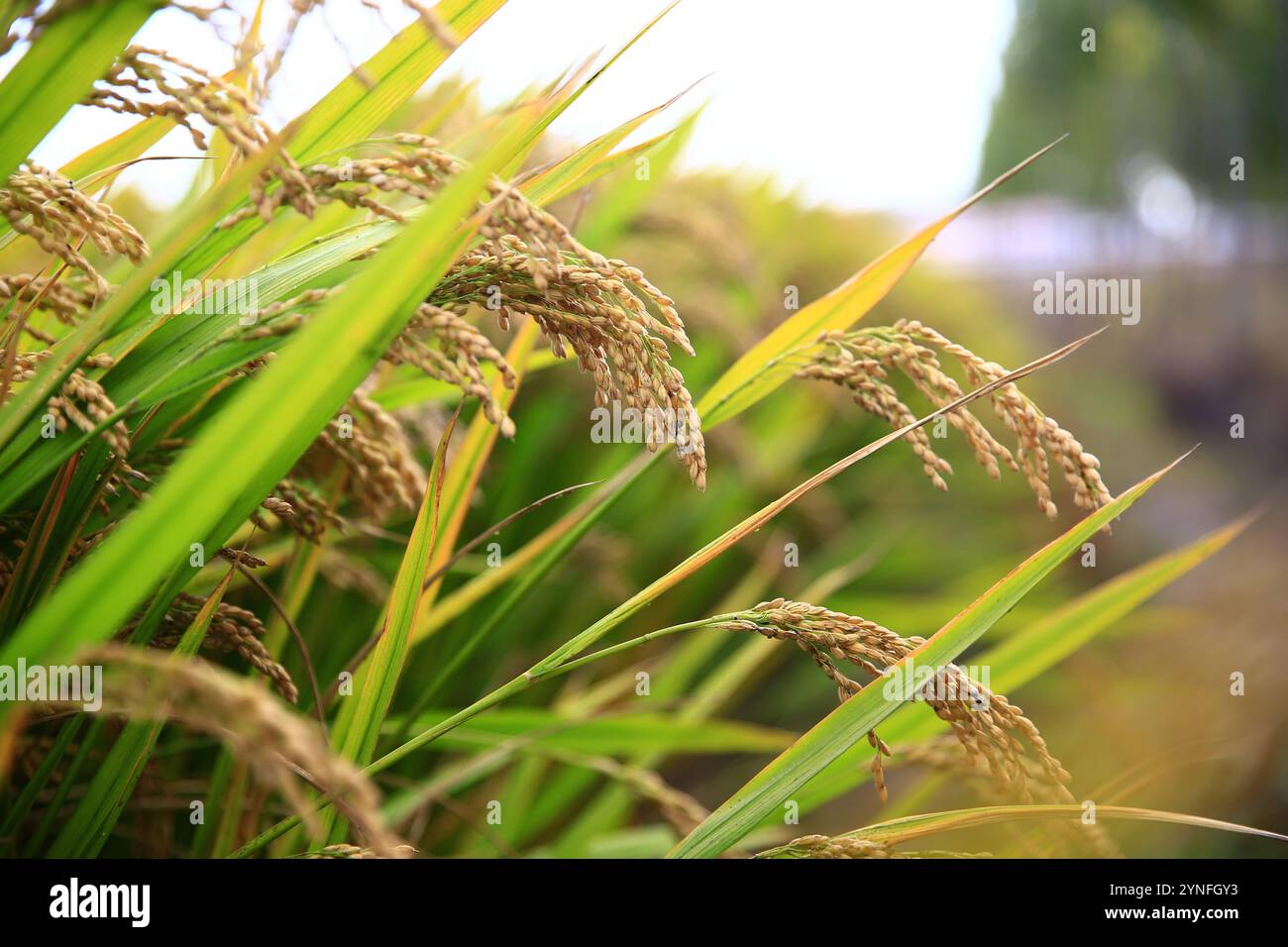 Mature rice farm in the country Stock Photo - Alamy