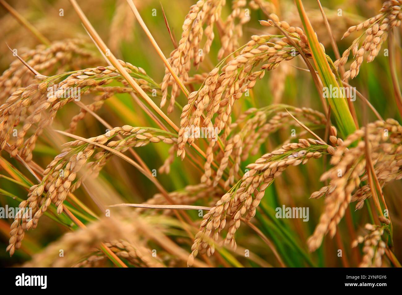 Mature rice farm in the country Stock Photo - Alamy