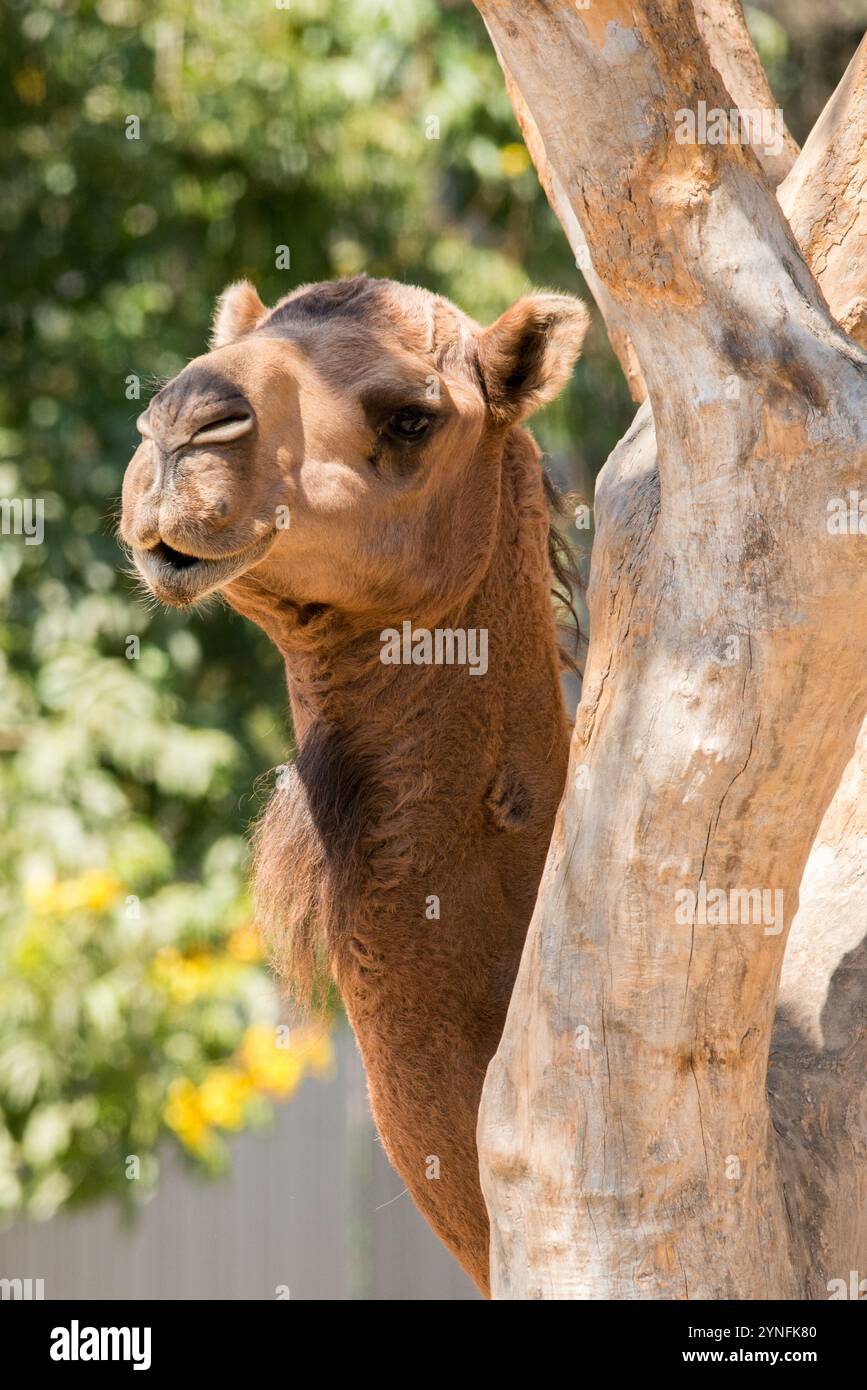 Friendly camel hi-res stock photography and images - Alamy