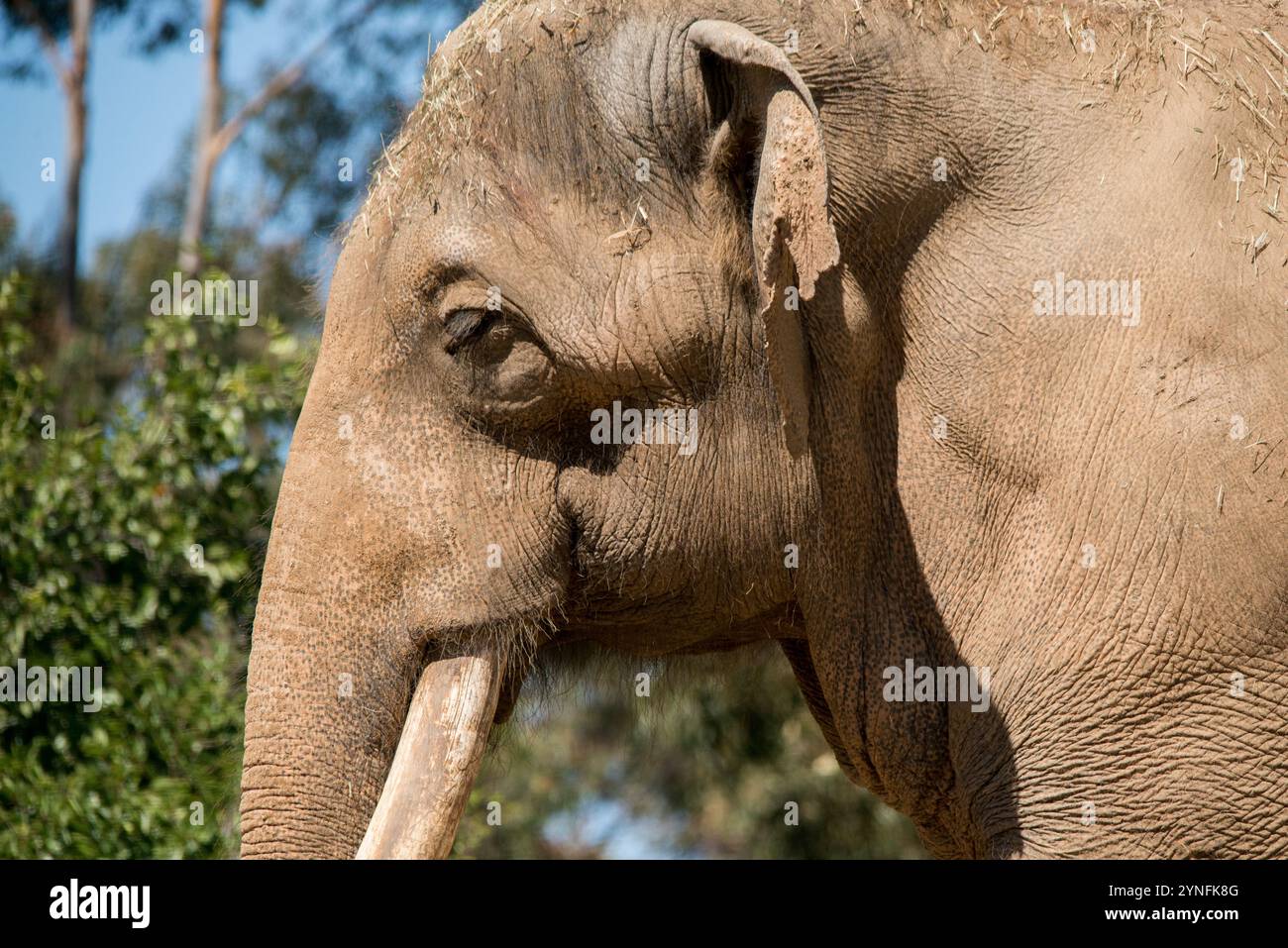 African elephant fauna hi-res stock photography and images - Alamy