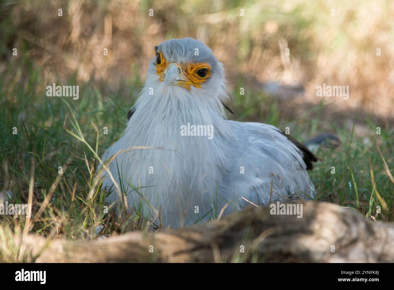 Big bird predator hi-res stock photography and images - Alamy