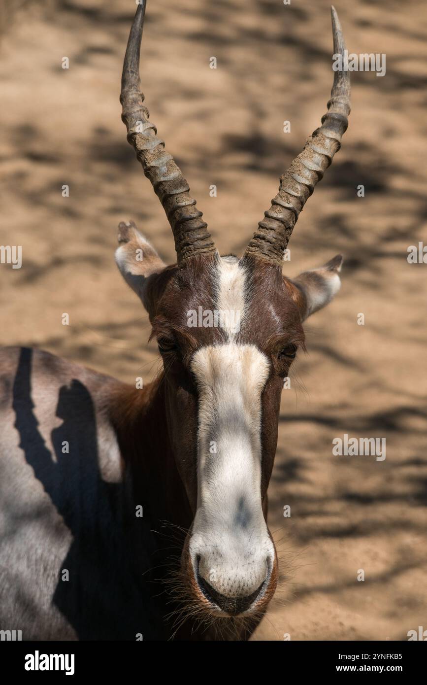 Blesbok Blesbok Antelope Hi Res Stock Photography And Images Alamy