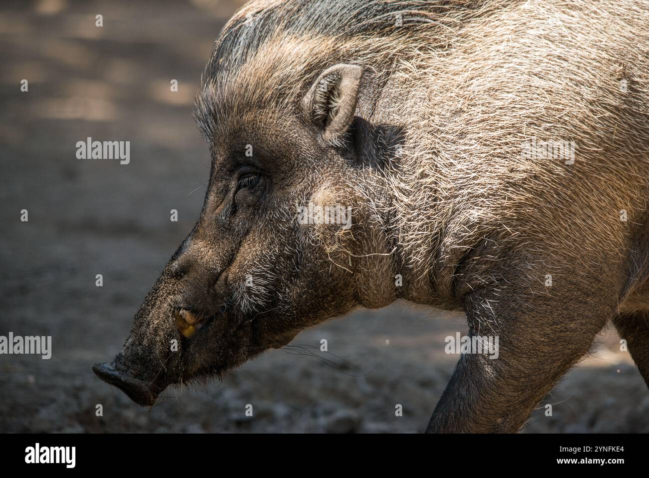 Warthog face hi-res stock photography and images - Alamy