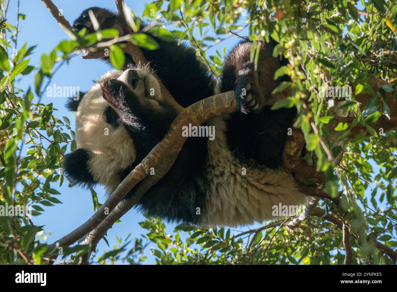 Panda in a tree Stock Photo - Alamy