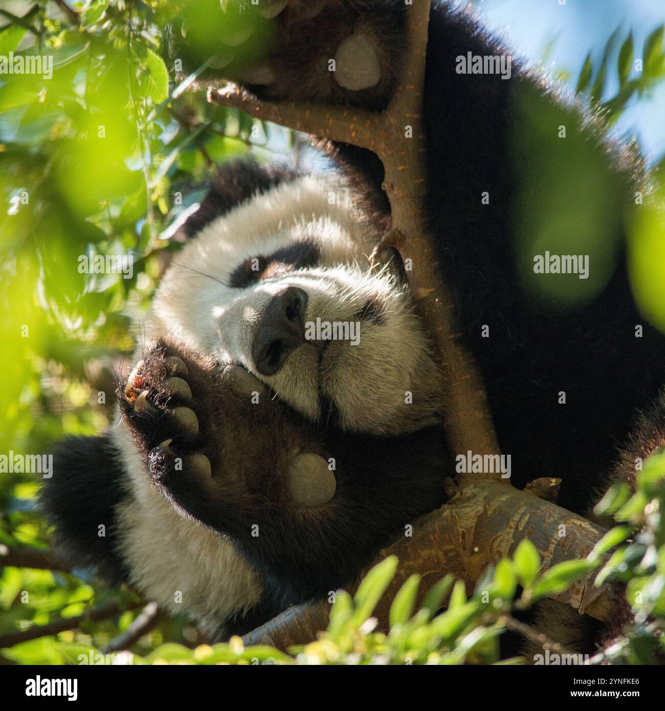 Panda in a tree hi-res stock photography and images - Alamy