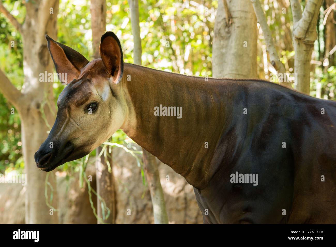 Okapi africa hi-res stock photography and images - Alamy