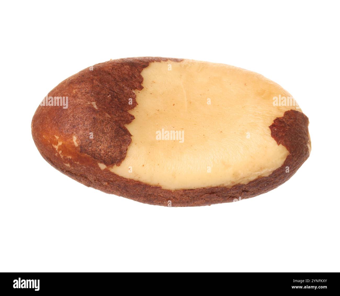 One tasty Brazil nut isolated on white Stock Photo - Alamy