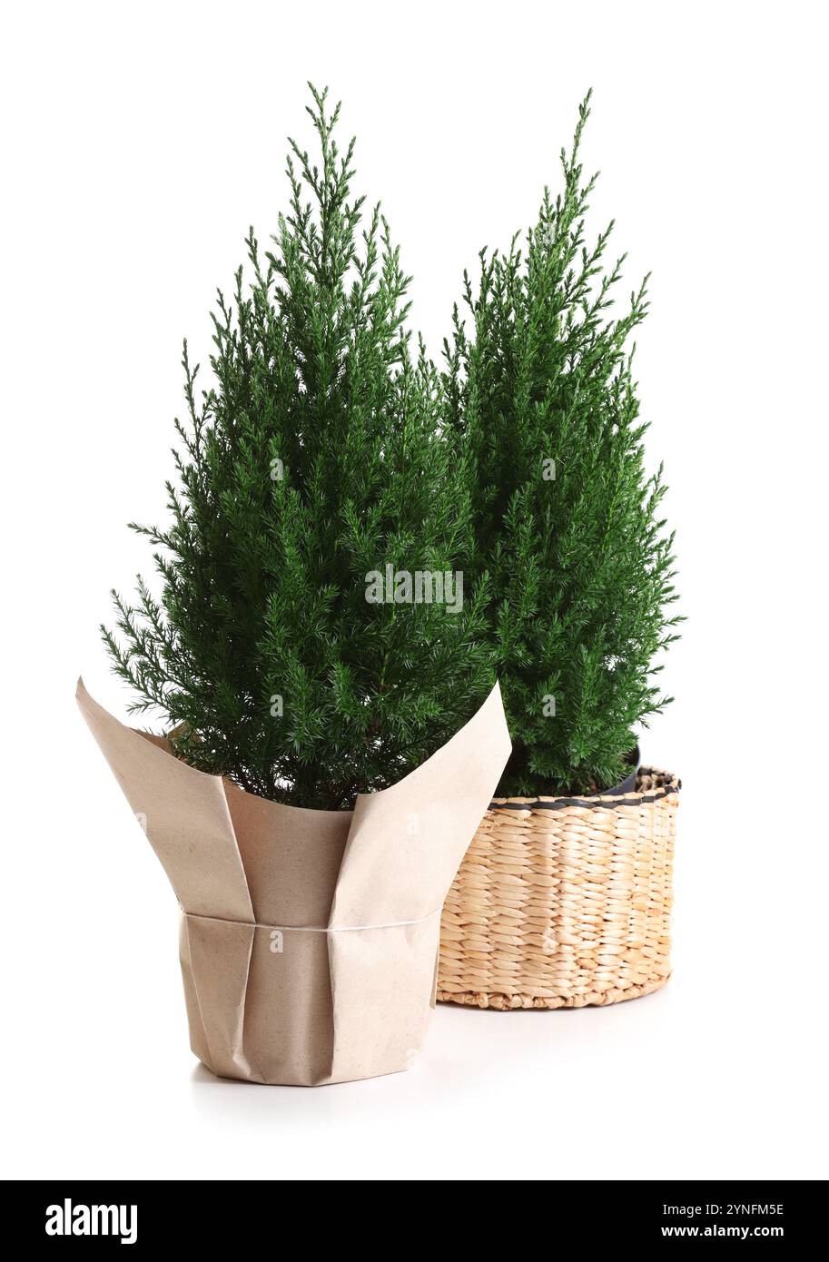 Two small spruce trees isolated on white Stock Photo - Alamy