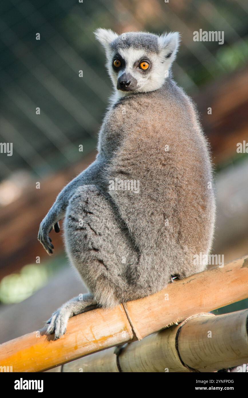 Ring tailed lemur outdoor hi-res stock photography and images - Alamy