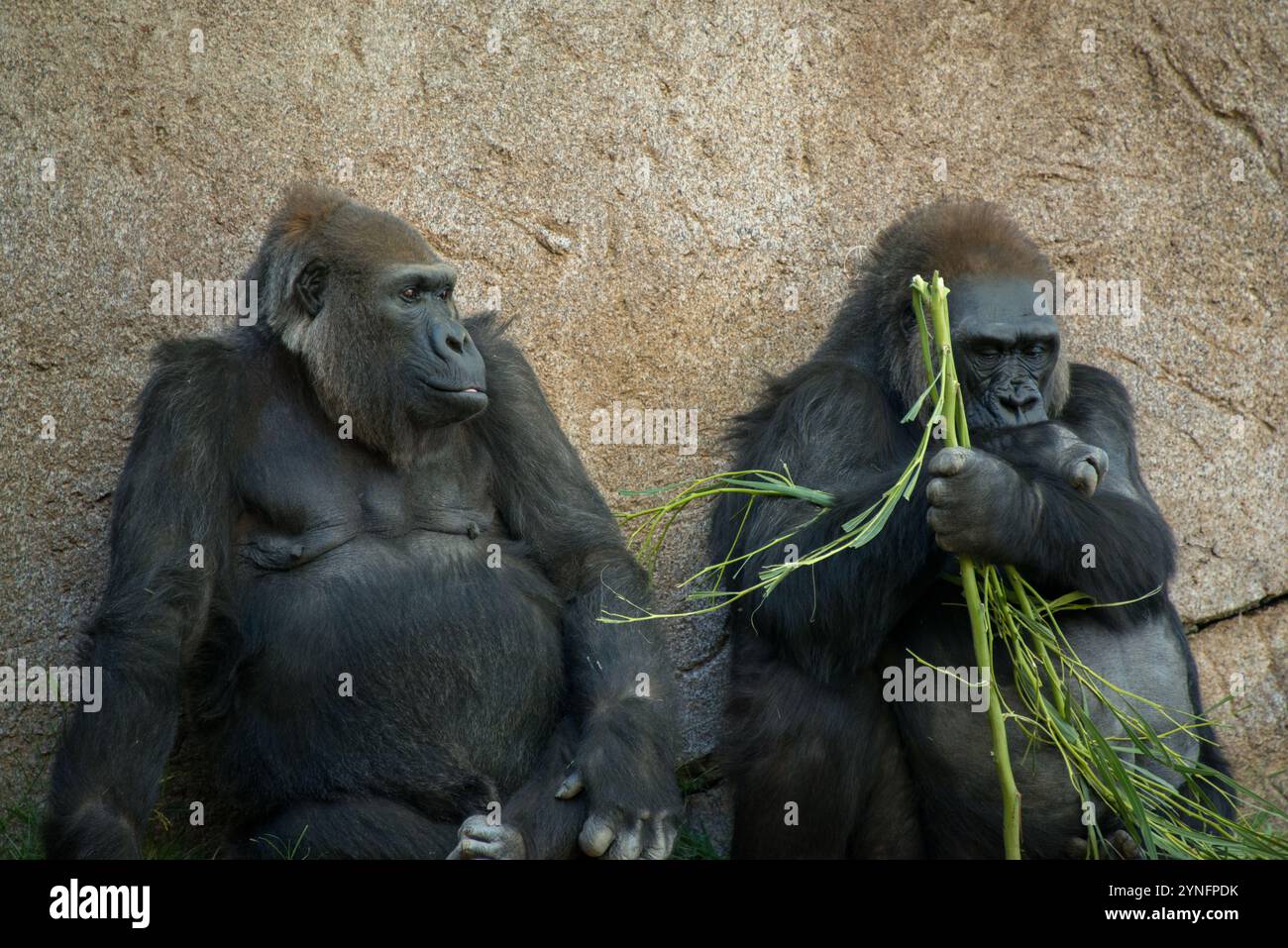 Family gorillas in zoo hi-res stock photography and images - Alamy