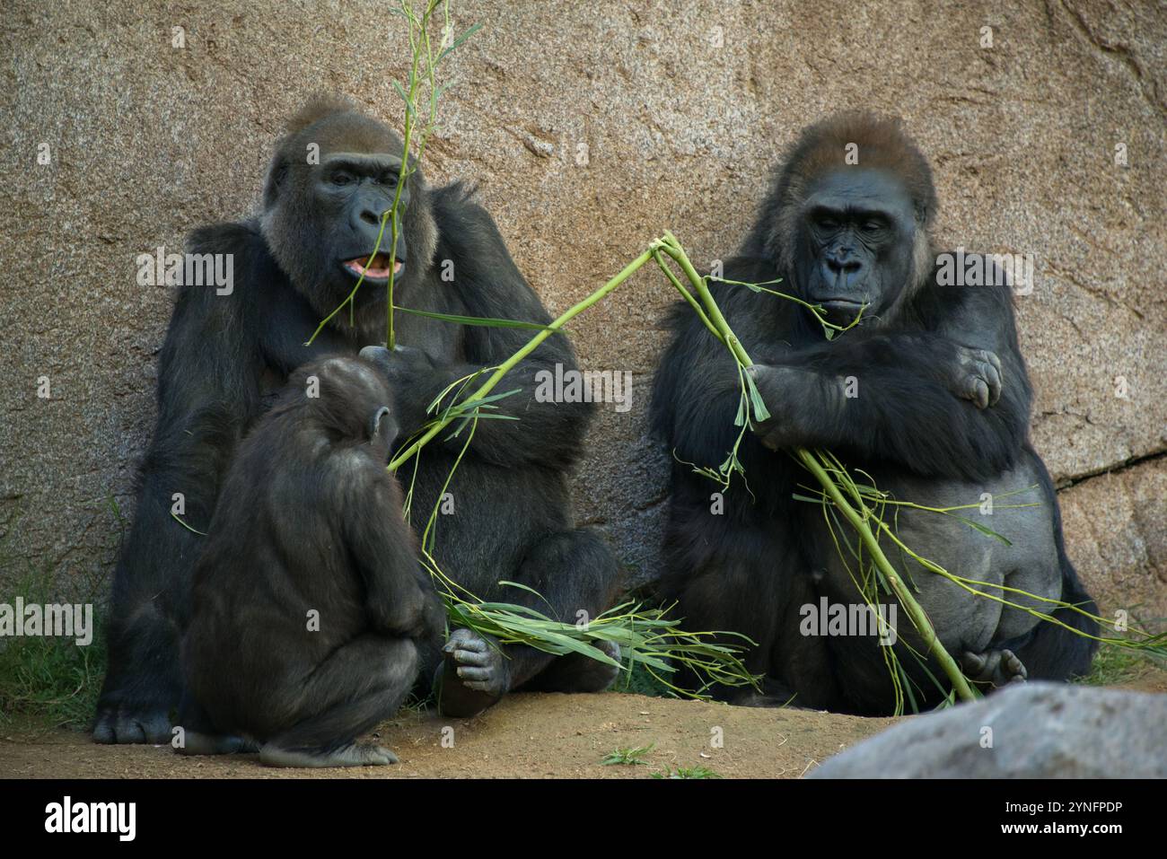 Silverback gorillas family in hi-res stock photography and images - Alamy