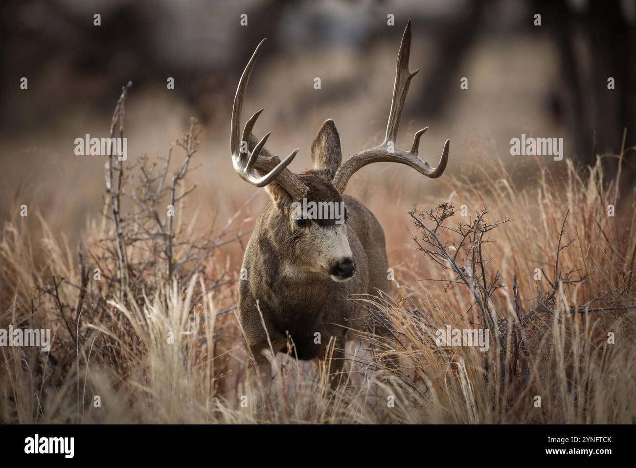 A large mule deer buck during the November rut in Colorado Stock Photo ...