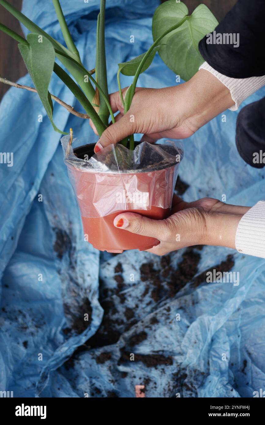 Repotting a Plant with Careful Handling and Proper Soil Preparation ...