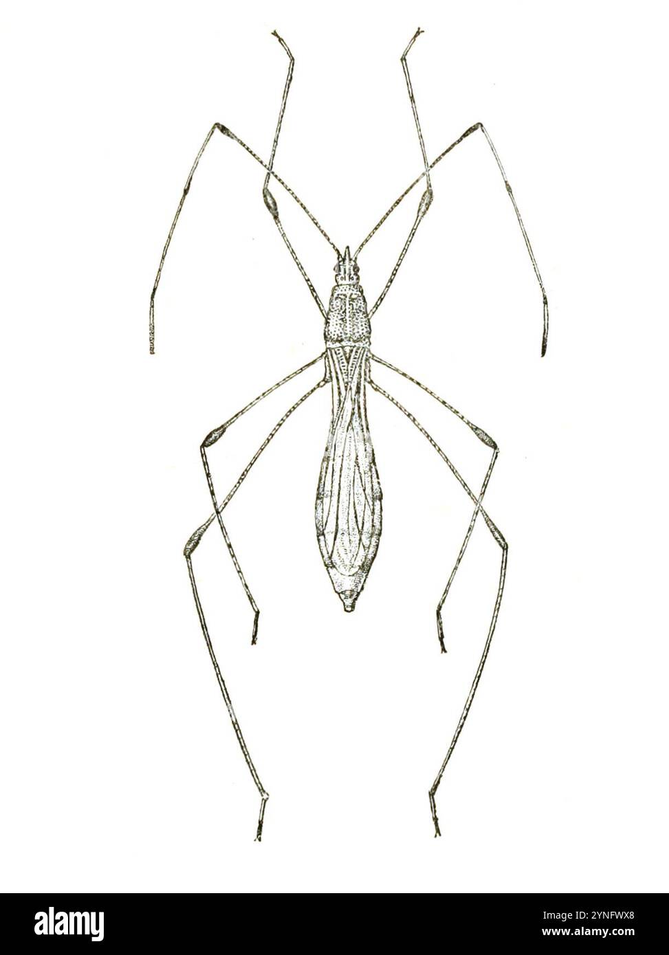 Capys hi-res stock photography and images - Alamy